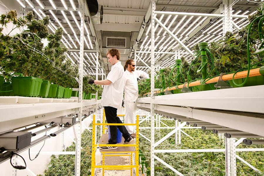 Fluence LEDs Boost Yields at Eve Farms Vertical Facility