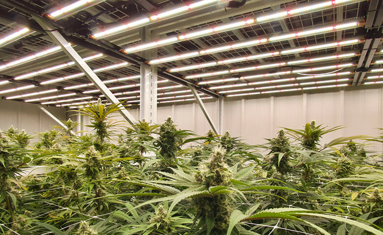 Fluence, Harbor Farmz Redefine Cannabis Facility Yield