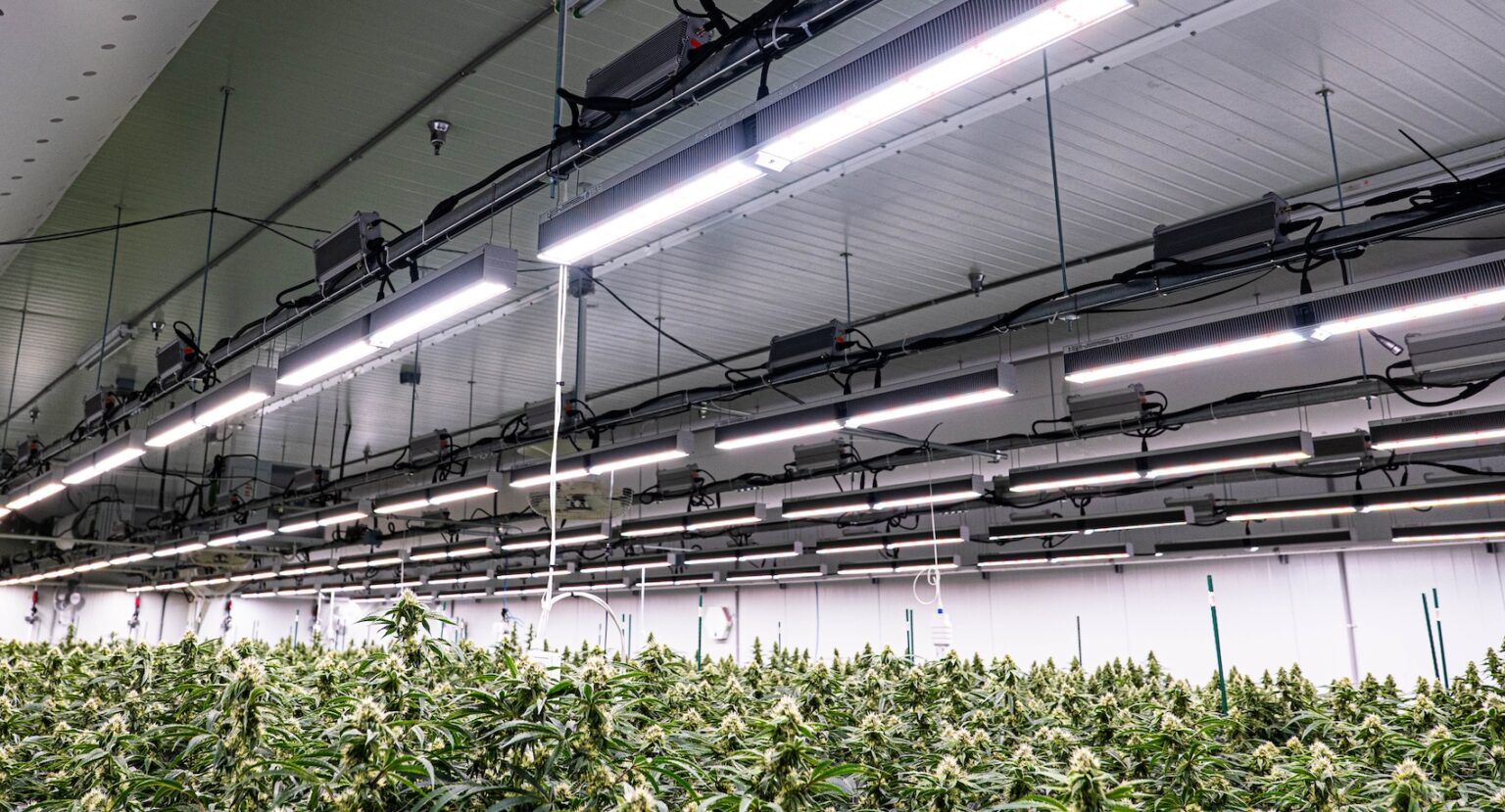 Fluence LED Grow Lights | Boost Cannabis Yields