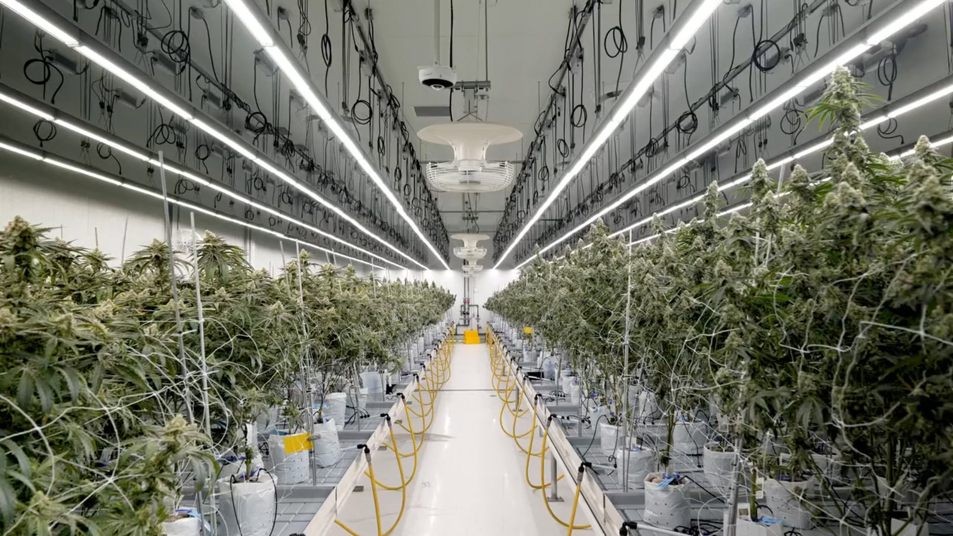 Fluence Powers 120K Sq Ft with LED for Holistic Industries