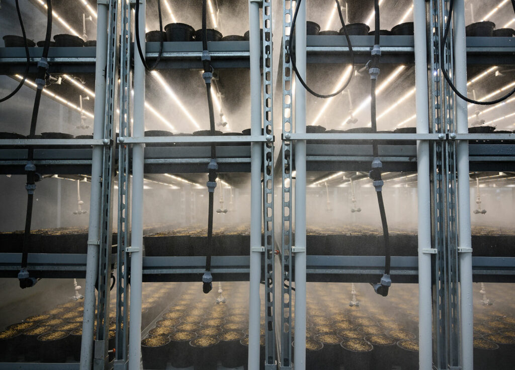 RAZR Series: LED Lighting for Vertical Cannabis Growing