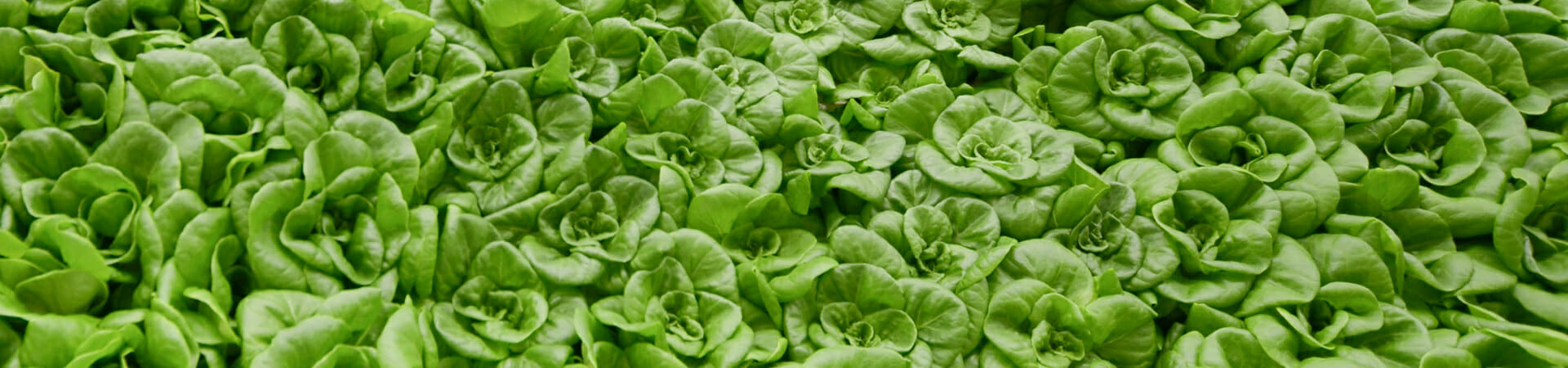 Fluence & Texas A&M Team Up for Cannabis Lighting