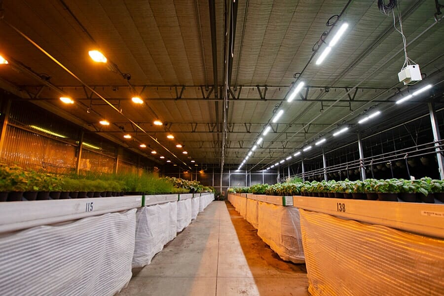 Peace Tree Farm Elevates Growth Through Fluence Lighting