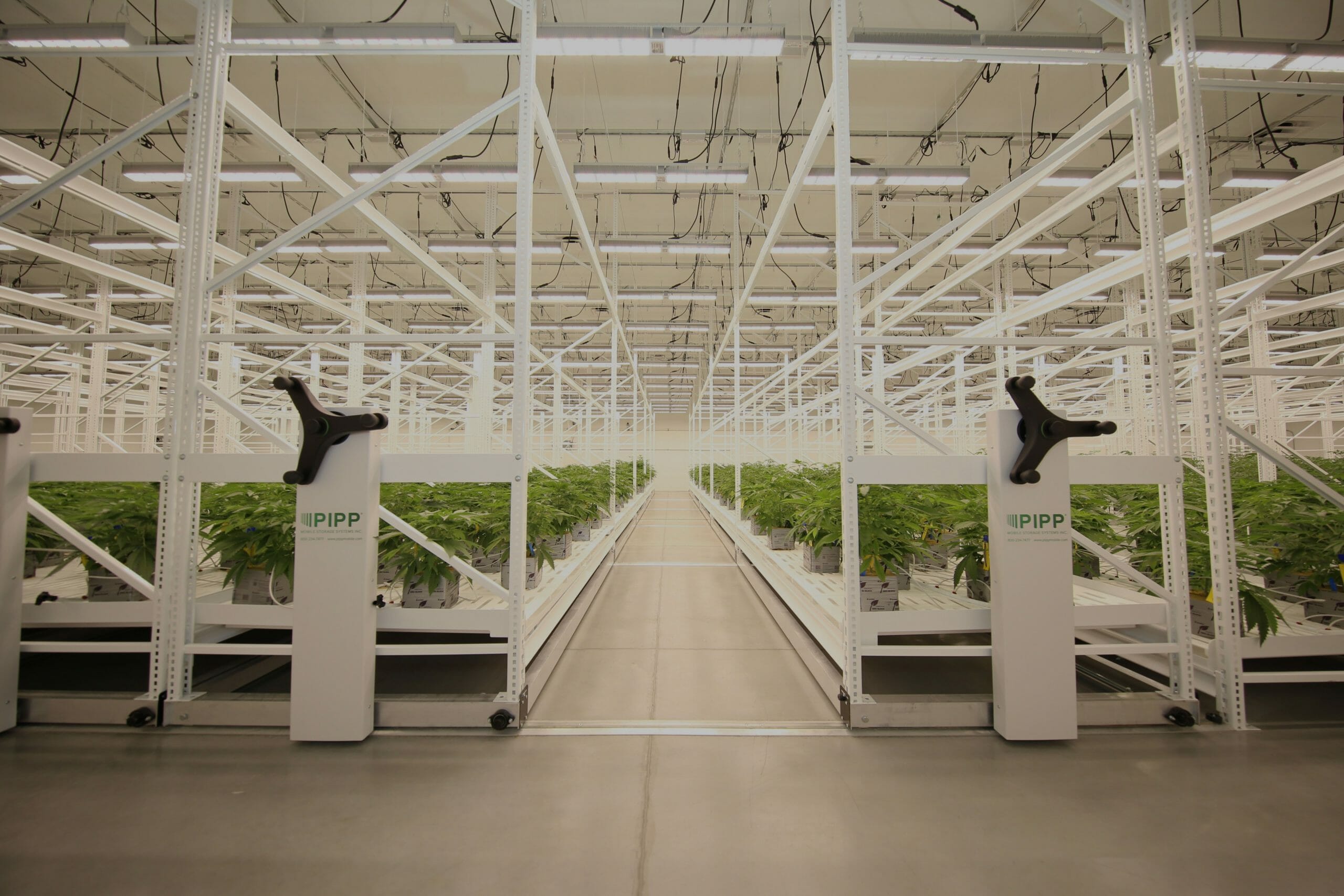 Buckeye Relief Grows Premium Cannabis with Fluence LEDs