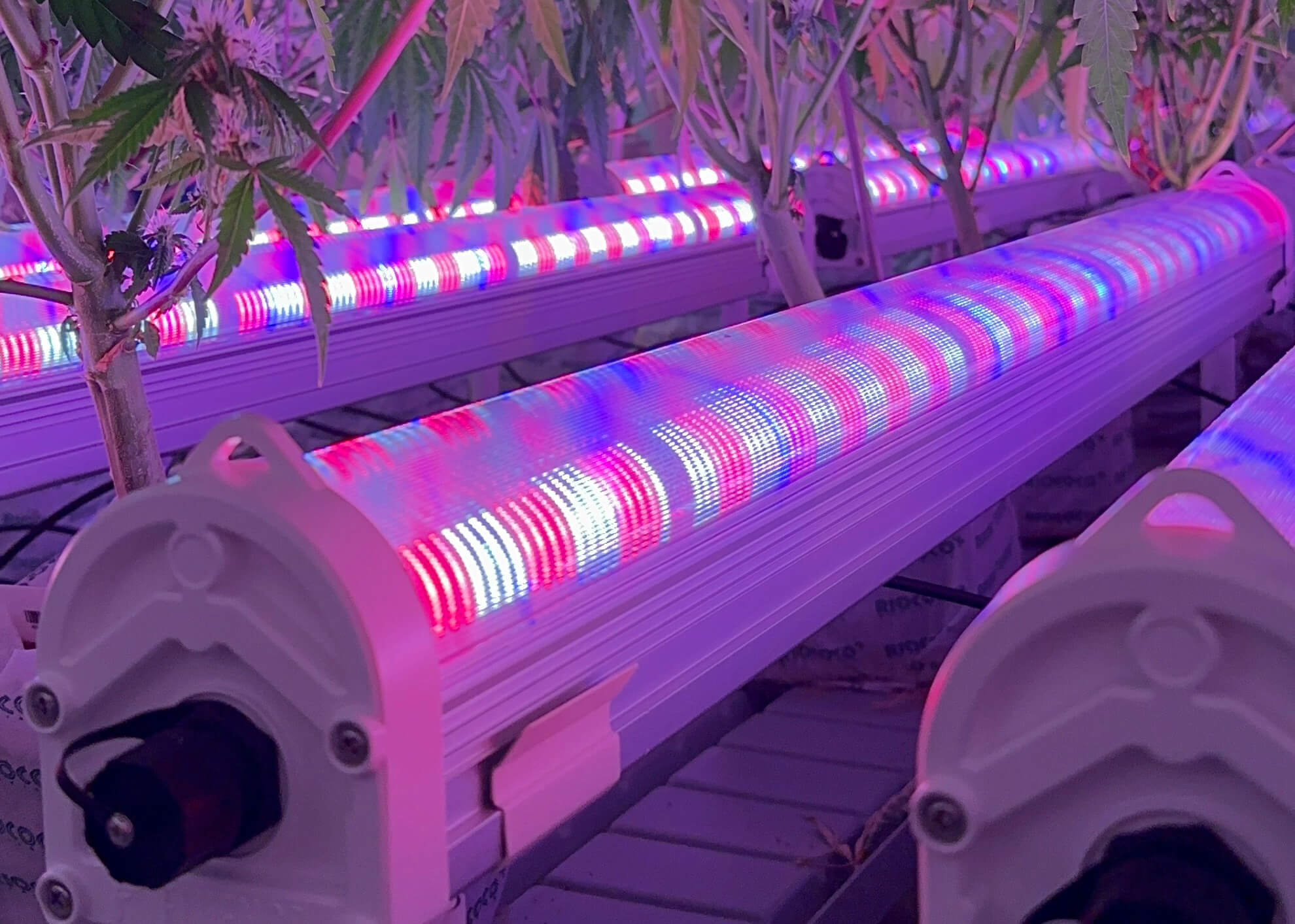 VYPR 4 Series: Premium LED Lights for Cannabis Growing